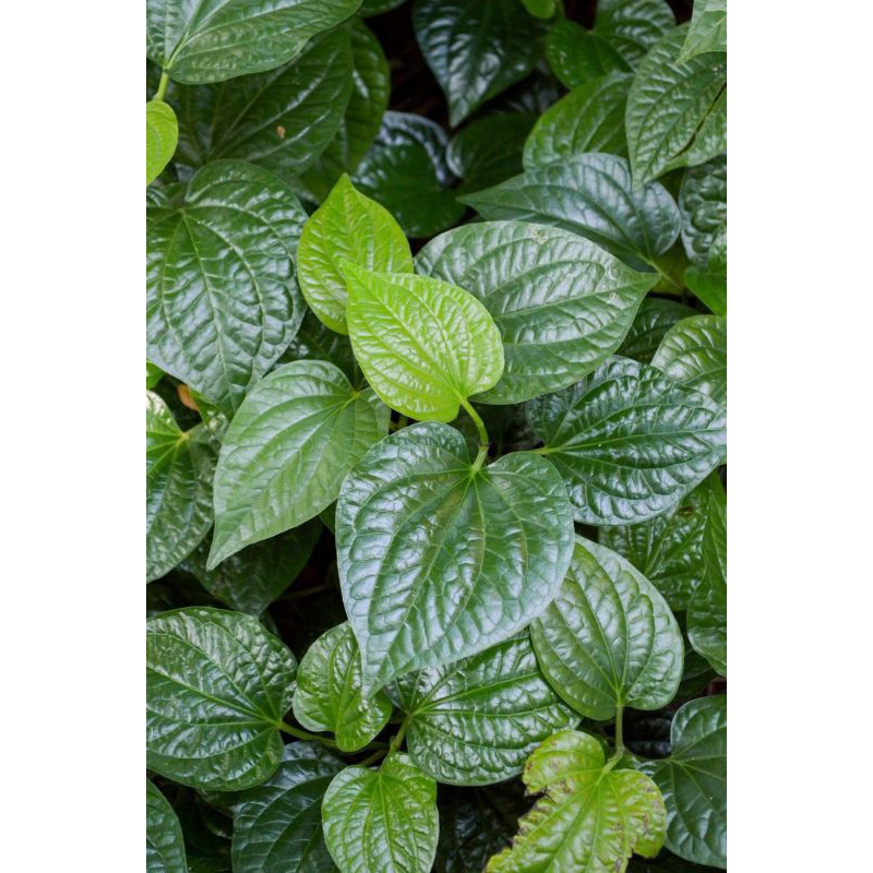 Daun Fresh Kaduk Keratan Kaduk Piper sarmentosum | Shopee Malaysia