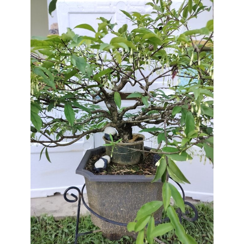 Bonsai jeliti#造型香水梅盆栽#Real live plants#植物# | Shopee Malaysia