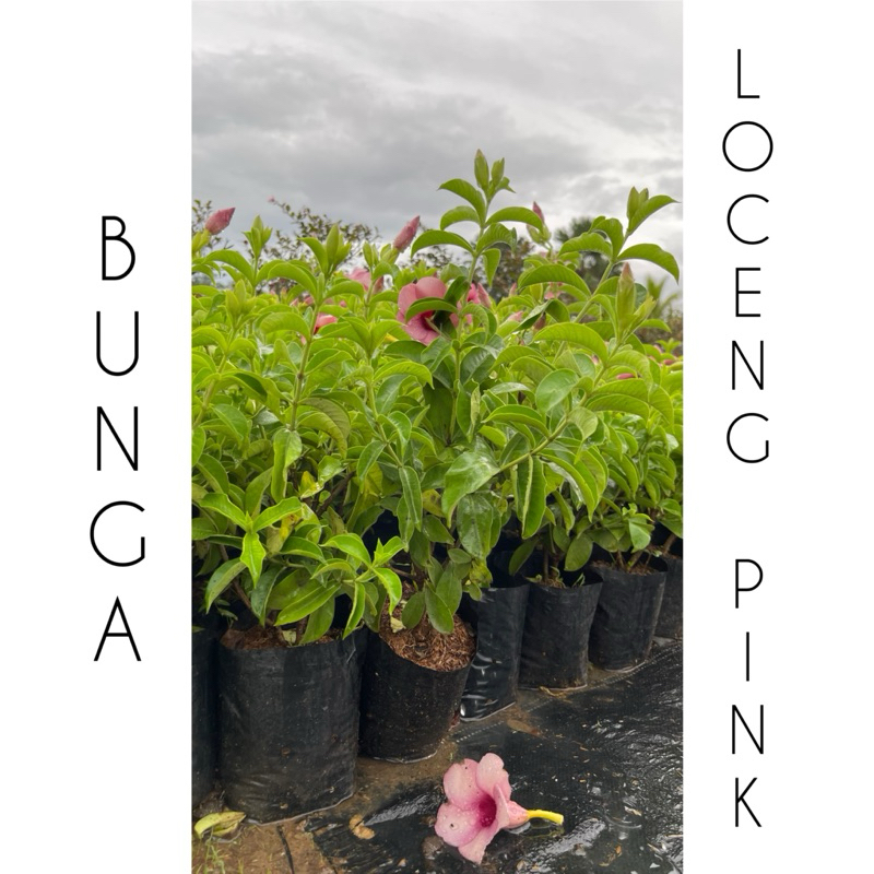 pokok bunga loceng ( pink ) | Shopee Malaysia