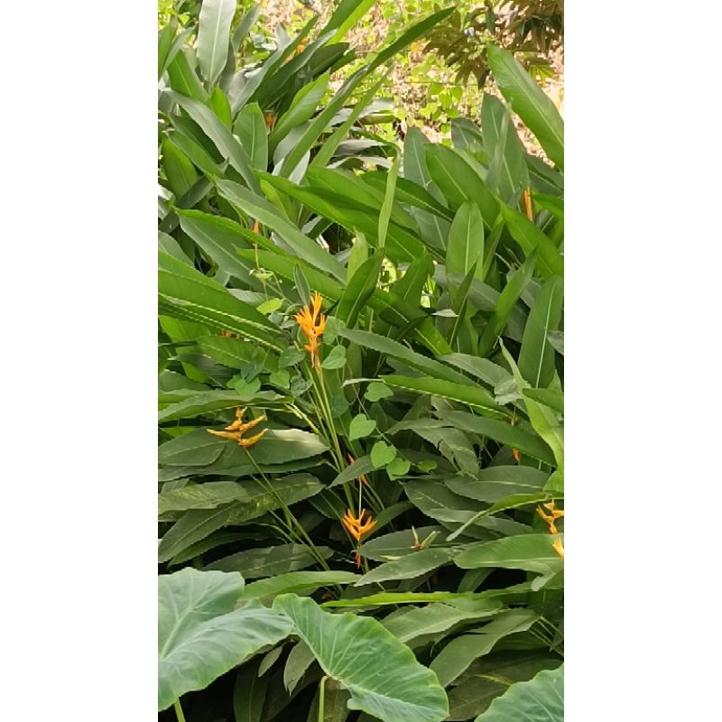 Anak pokok sepit udang/heliconia/ | Shopee Malaysia