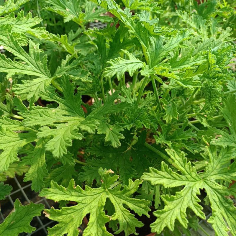 Pokok Halau Nyamuk / Citrosa Geranium/POKOK JEREMIN - HALAU NYAMOK by ...