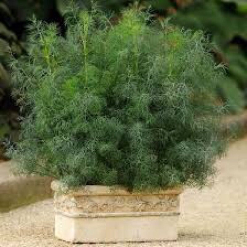 1pack seeds DILL plant cantik macam pokok bunga | Shopee Malaysia