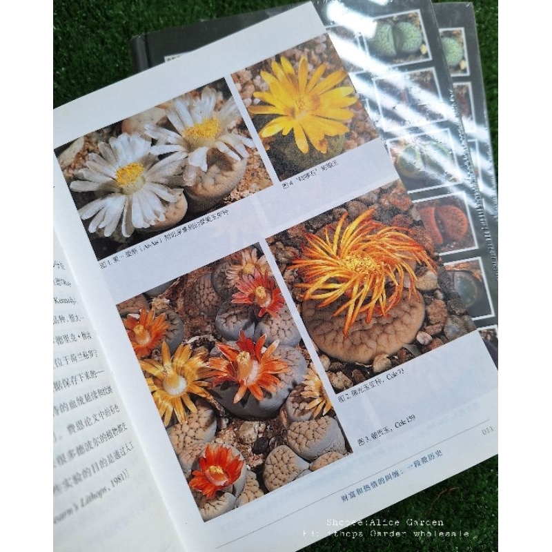 Lithops book The Genus Conophytum-A Conograh/Lithops Gesinae/生石花的秘密/大地上 ...