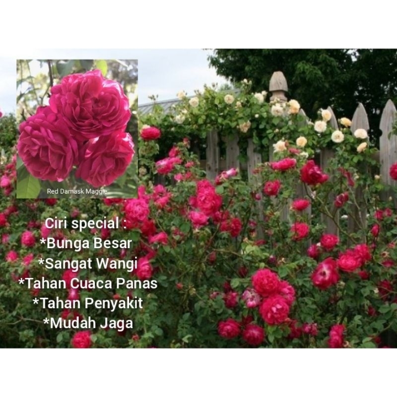 🌹Pelbagai Id I'd Ownroot Climbing English Rose Plant Anak Pokok Ros Mawar Menjalar Memanjat ...