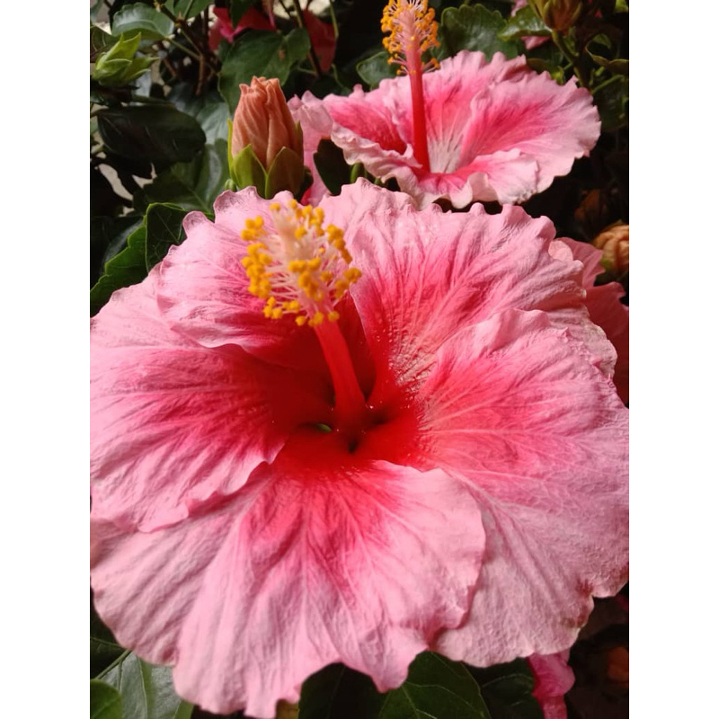 Bunga Raya Hybrid Mix No. 02 | Shopee Malaysia