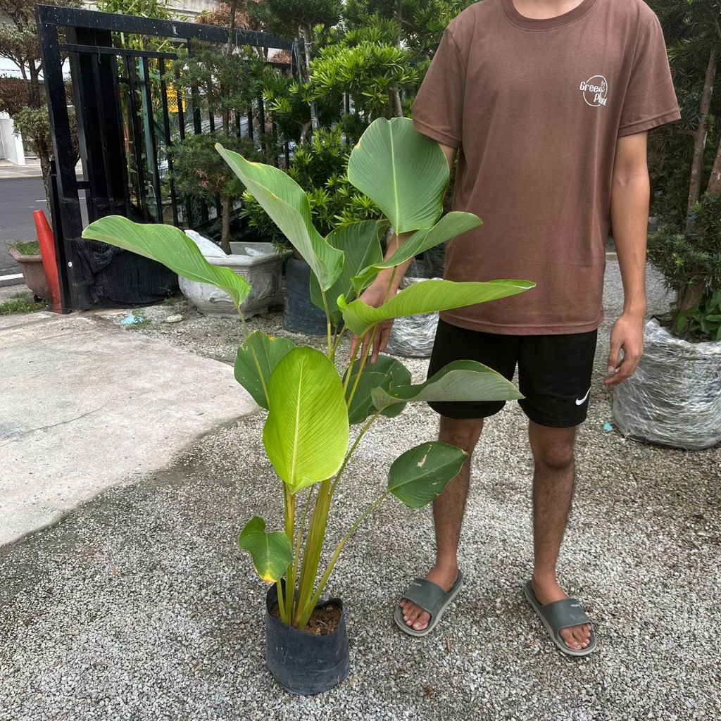 GPS Green Plant Society live tree Calathea Lutea 3ft 雪茄竹芋 | Shopee Malaysia