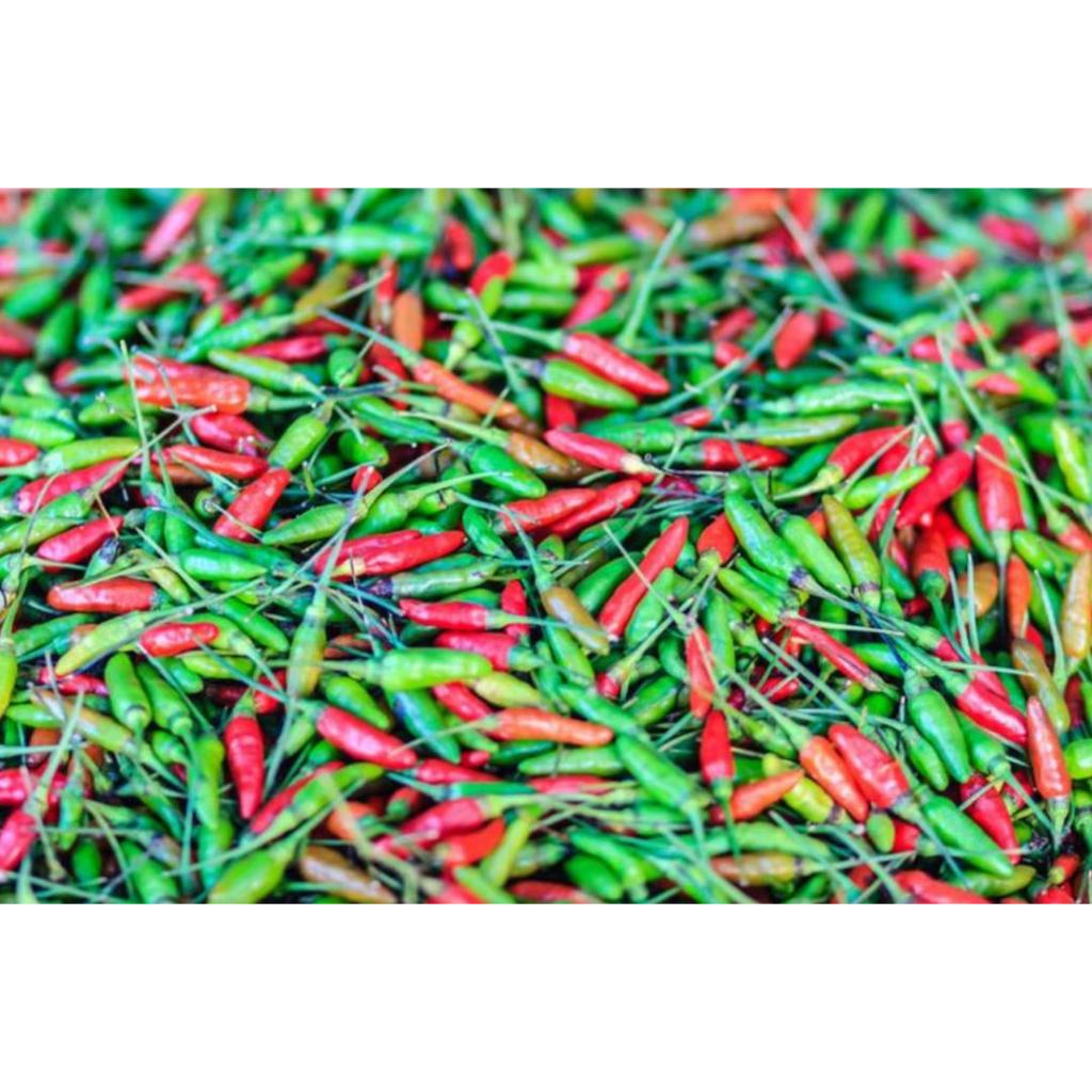 Chili Plant Hot/ Pokok Cili Api 辣椒树 150mm Pot Edible Live Plant ...