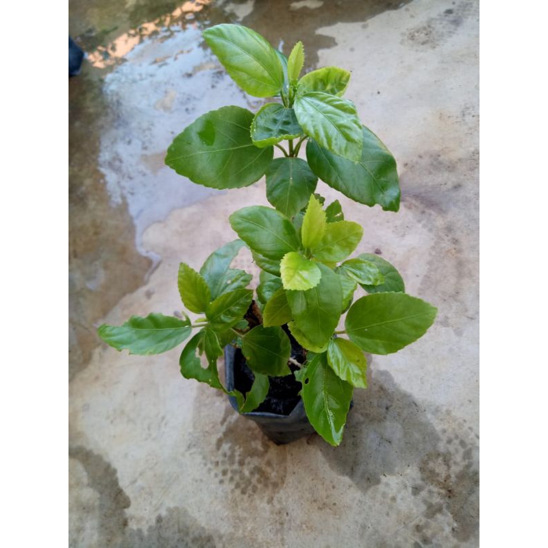 Anak Pokok Bunga Raya Putih Kampung Dalam polybag. | Shopee Malaysia