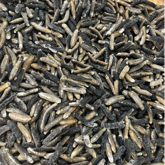 沙巴小禿参Sabah mini sea cucumber | Shopee Malaysia