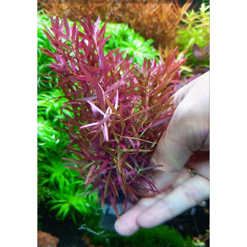 Rotala Bood Red Singapore | Shopee Malaysia