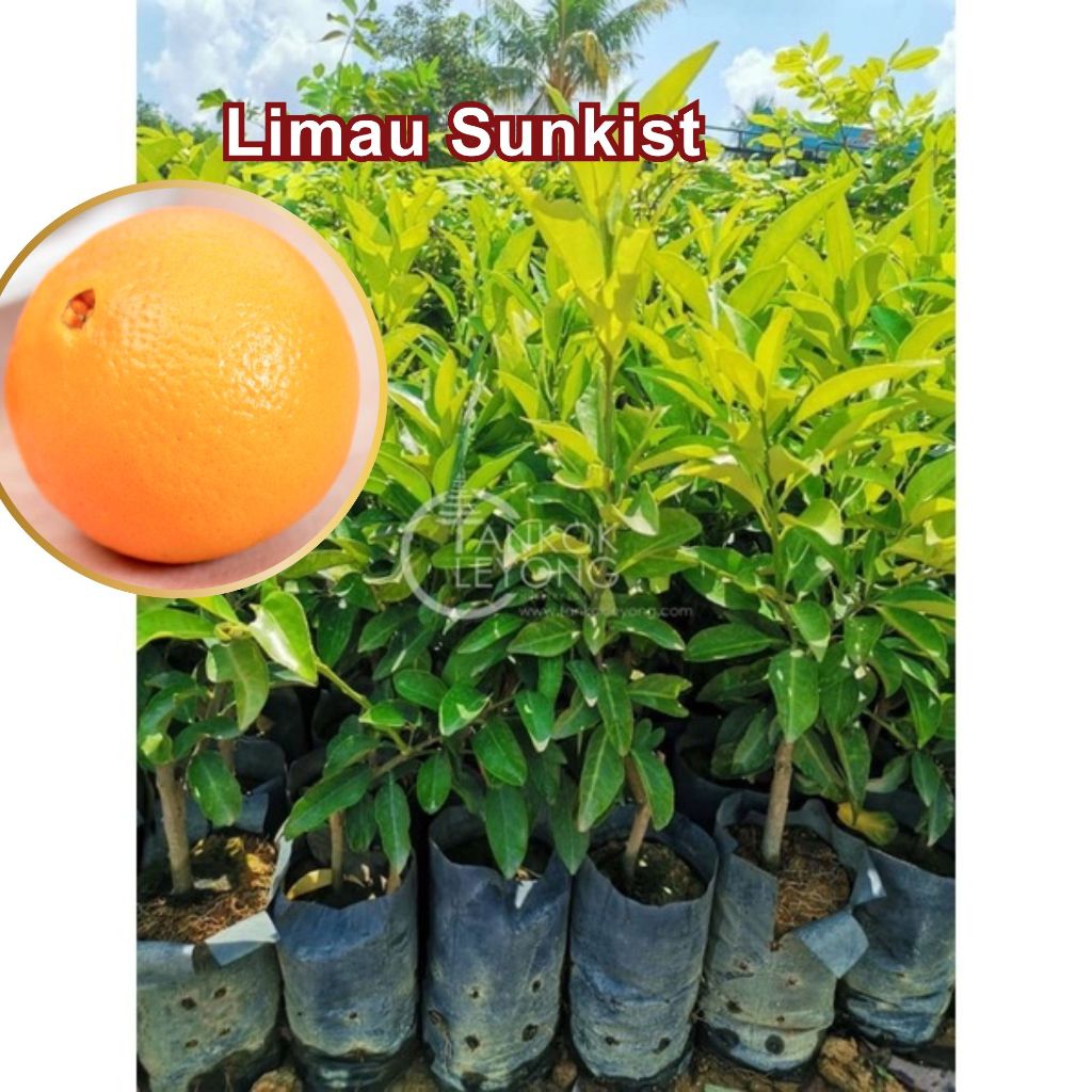 TKL - Seedling Pokok Limau Kasturi /Nipis/Purut/Sun-kist 🌱Kaffir Lime ...