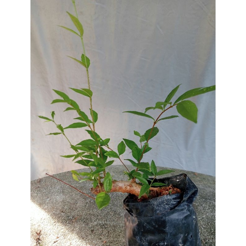 Bonsai Jeliti/ Shui mei/ seedlings wrigtria/ water jasmine/ 水梅苗 ...