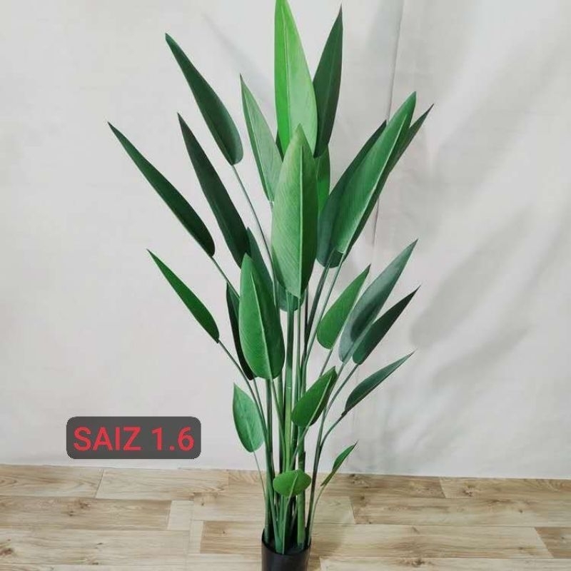 💥PROMOSI HARI RAYA💥POKOK SKYBIRD PREMIUM 1.6 | Shopee Malaysia