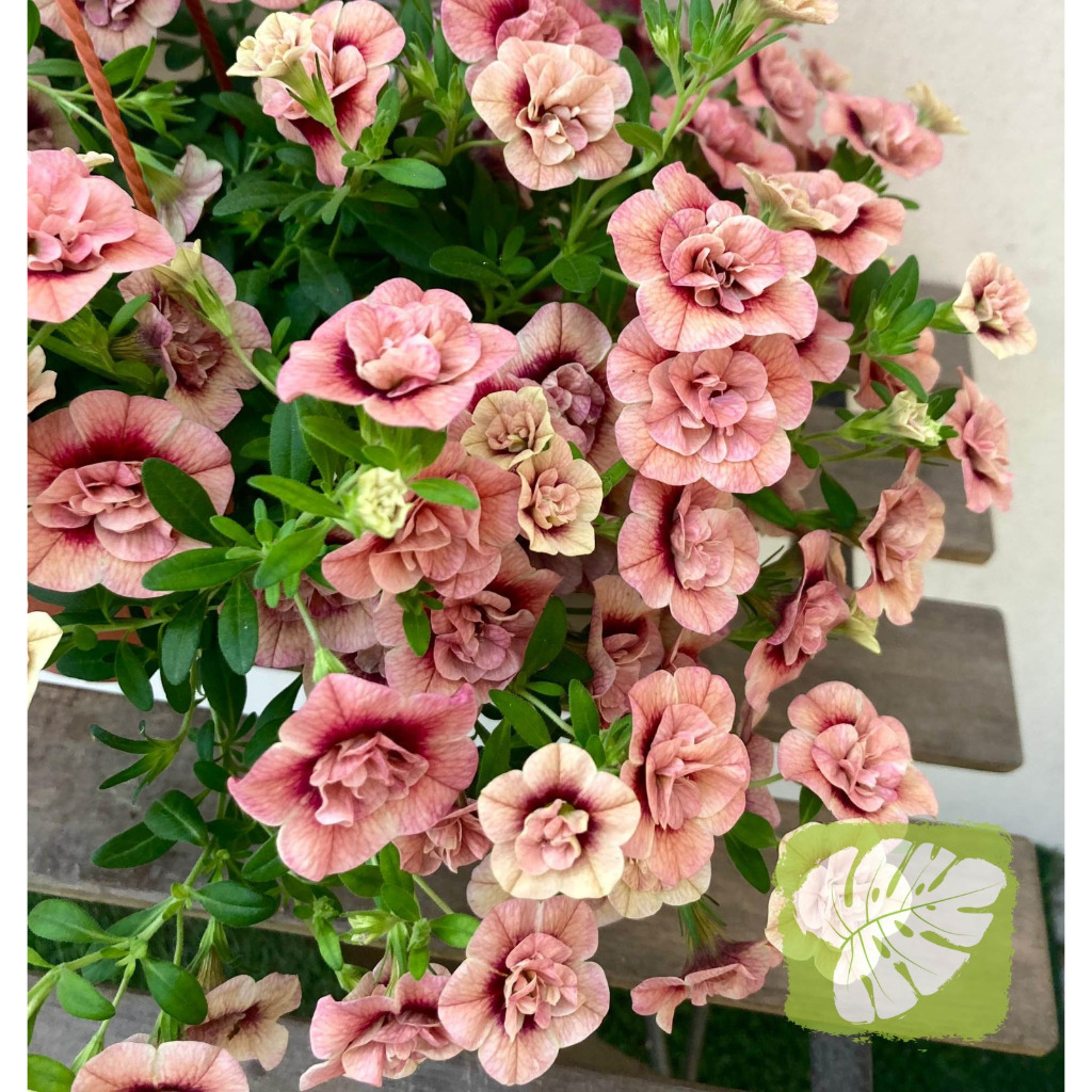 Mini Petunia Flower (Random Color) IOB | Shopee Malaysia