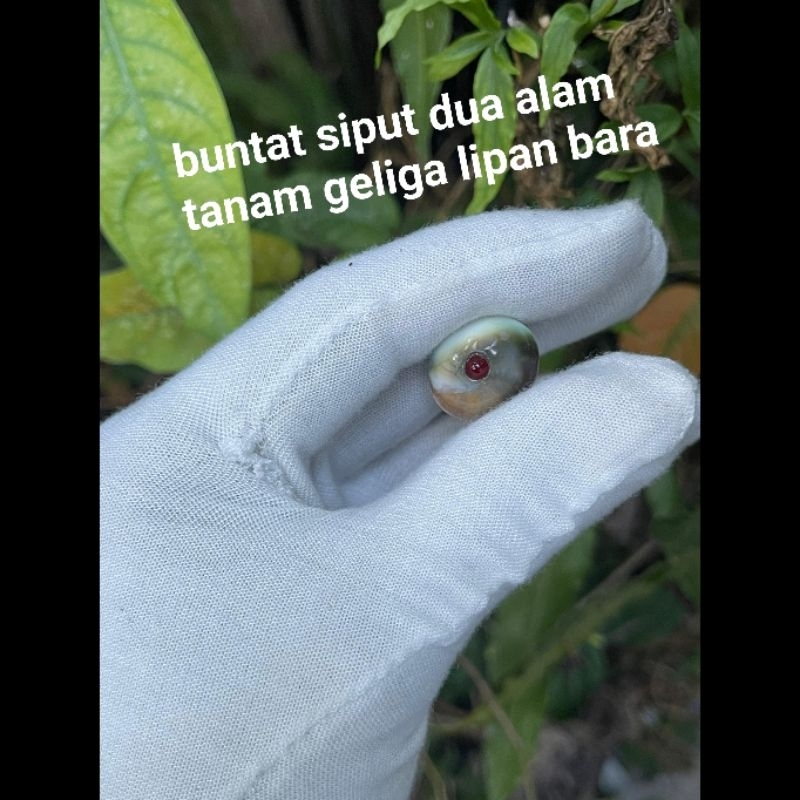 batu buntat siput tanam geliga lipan bara(hidup) | Shopee Malaysia
