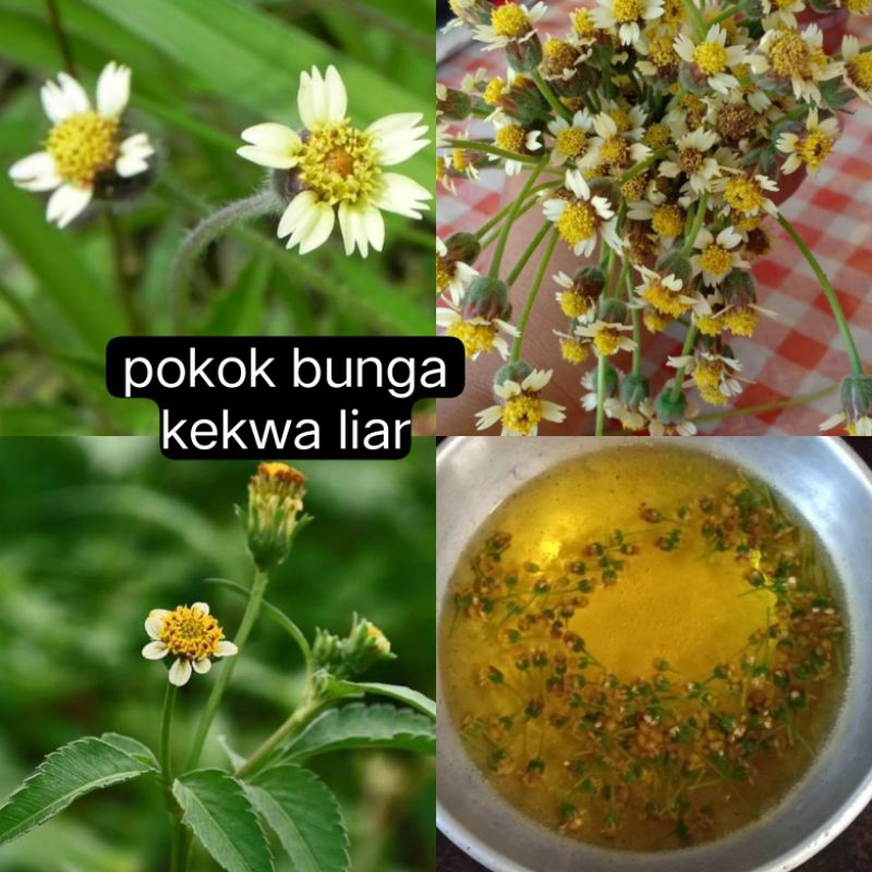 pokok bunga kekwa liar/hutan/mini +freegif 🎁 | Shopee Malaysia