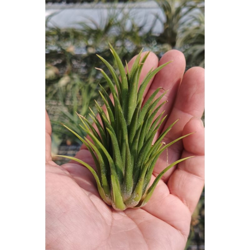 Artofairplantt Air Plant Tillandsia ionantha stricta Mexico | Shopee ...