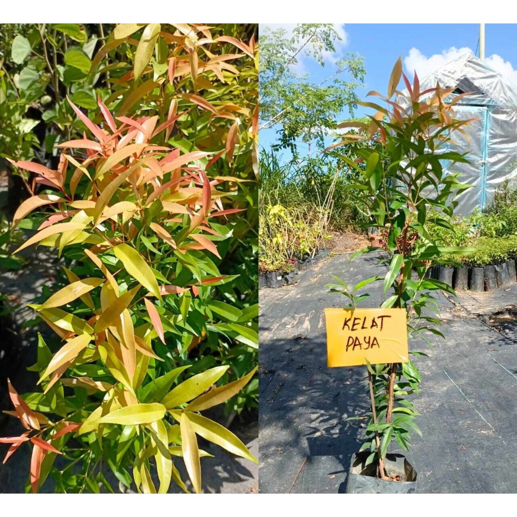 Anak Pokok Kelat Paya / pokok eugenia | Shopee Malaysia
