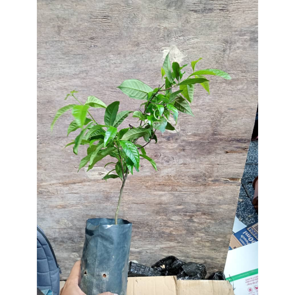 Pokok Ulam Serai Kayu, dalam polibeg | Shopee Malaysia