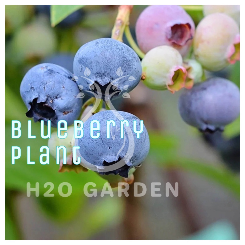 H2O - Blueberry Plant (Vaccinium elliottii) Pokok Anak Blueberry 蓝莓树苗 ...