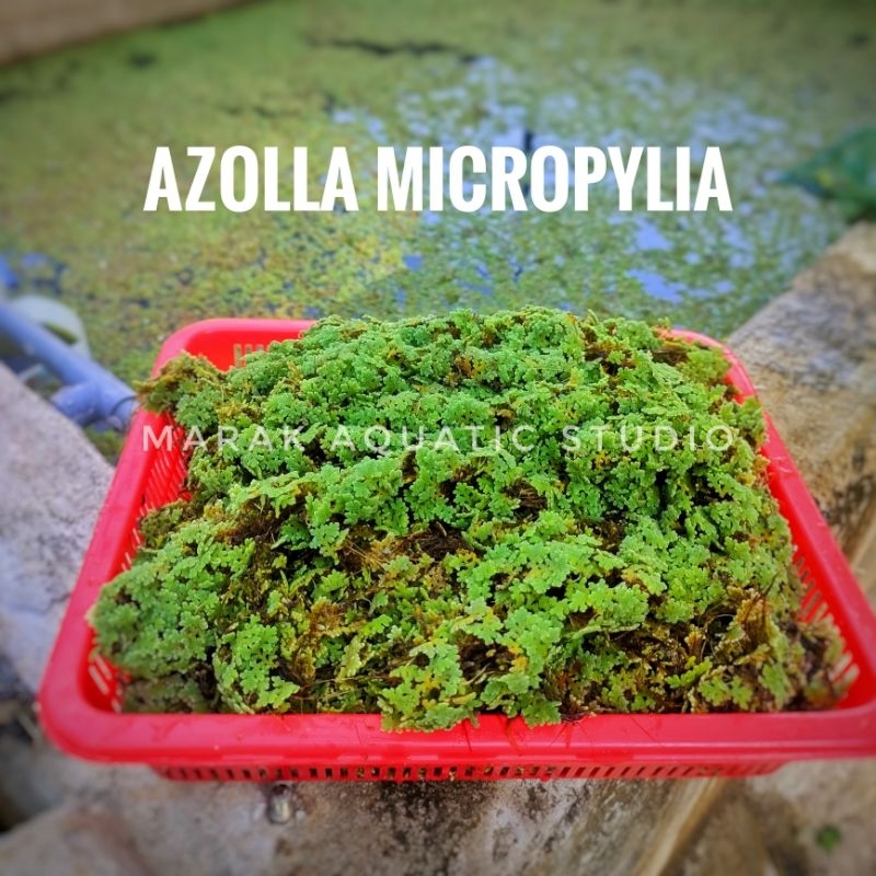 Azolla Microphylla Tumbuhan Air Makanan Ikan Tinggi Protein (Azola ...