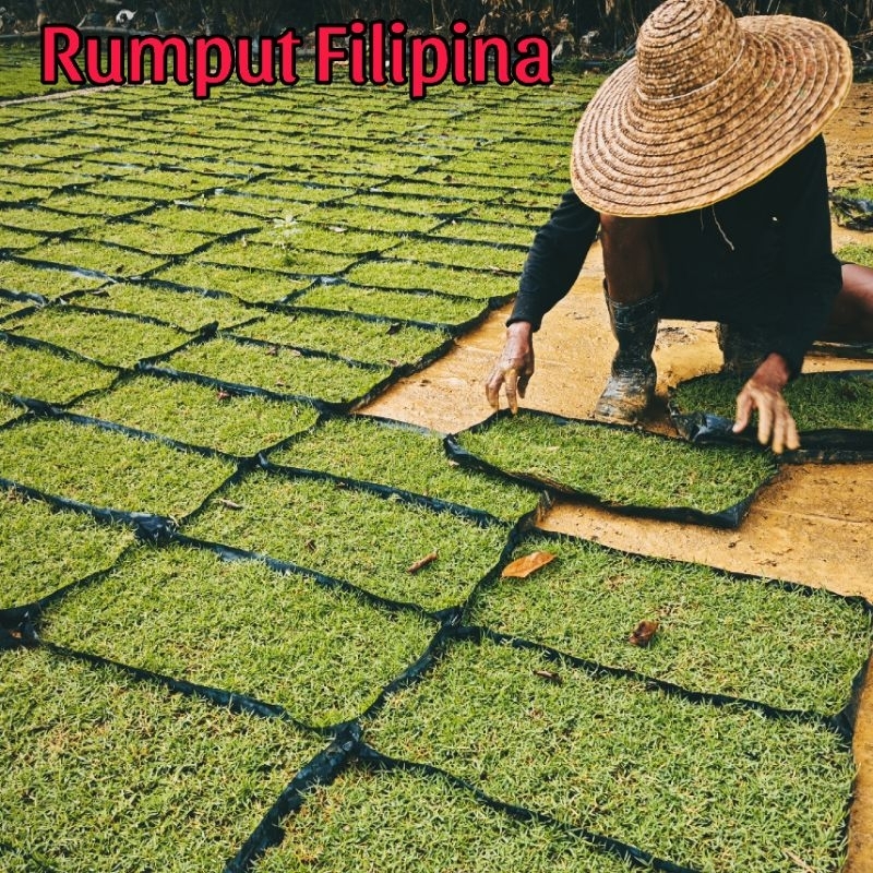 Rumput Carpet Philippine Grass Zoysia grass Real Grass | Shopee Malaysia
