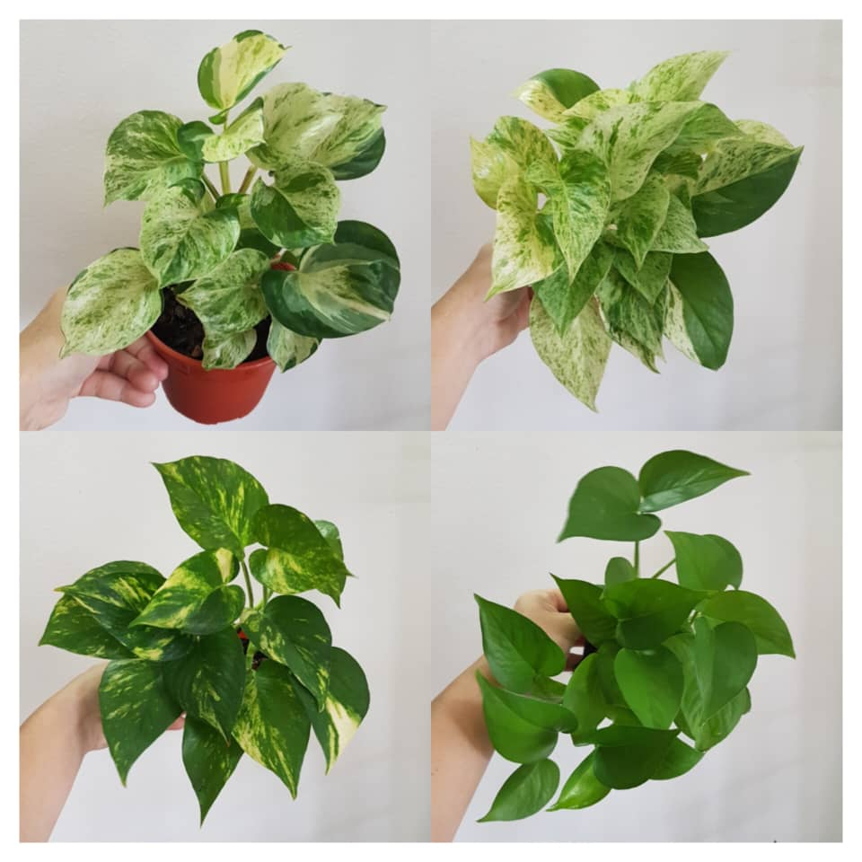 Pothos/Money Plant/Manjula/Marble Queen Variegated/Golden Pothos/Devil ...