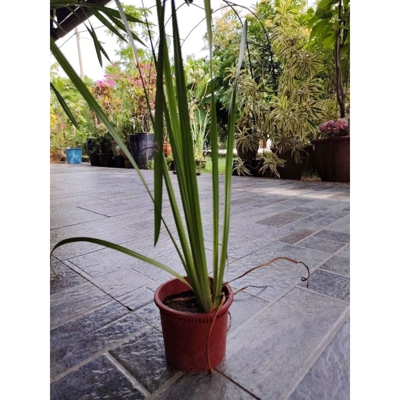 POKOK JERANGAU UNTUK UBATAN TRADISIONAL | Shopee Malaysia