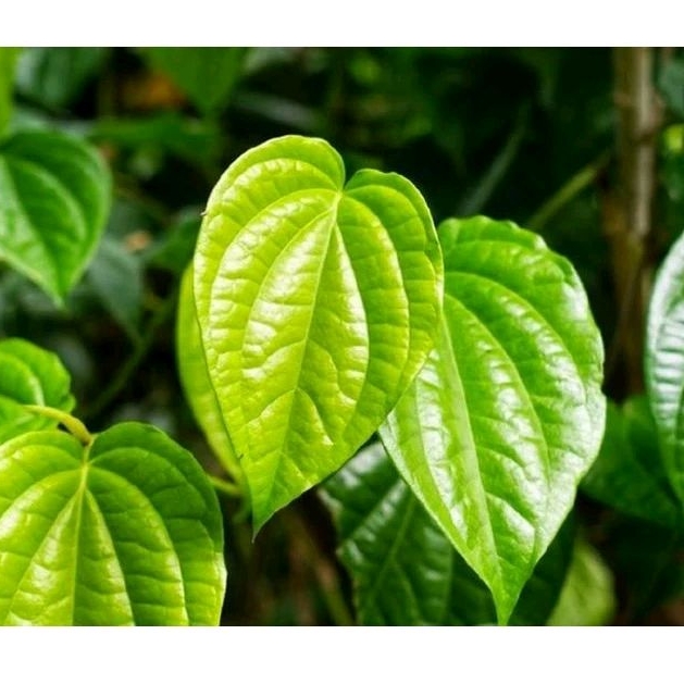[JA.MINIGARDEN] POKOK SIRIH. PIPER BETLE. DAUN SIREH | Shopee Malaysia