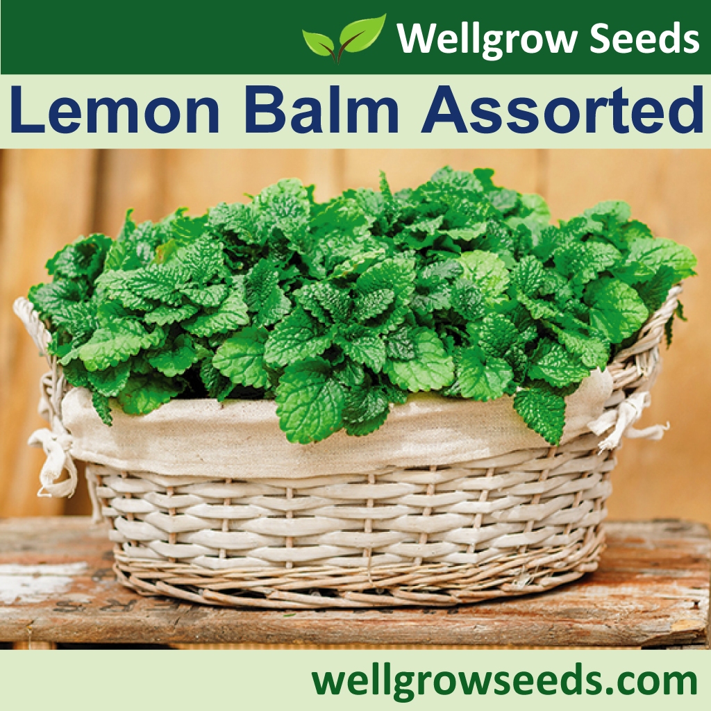 Lemon Balm Seeds Assorted 蜜蜂花 Balsem Lemon Herb Seeds Wellgrow Seeds ...
