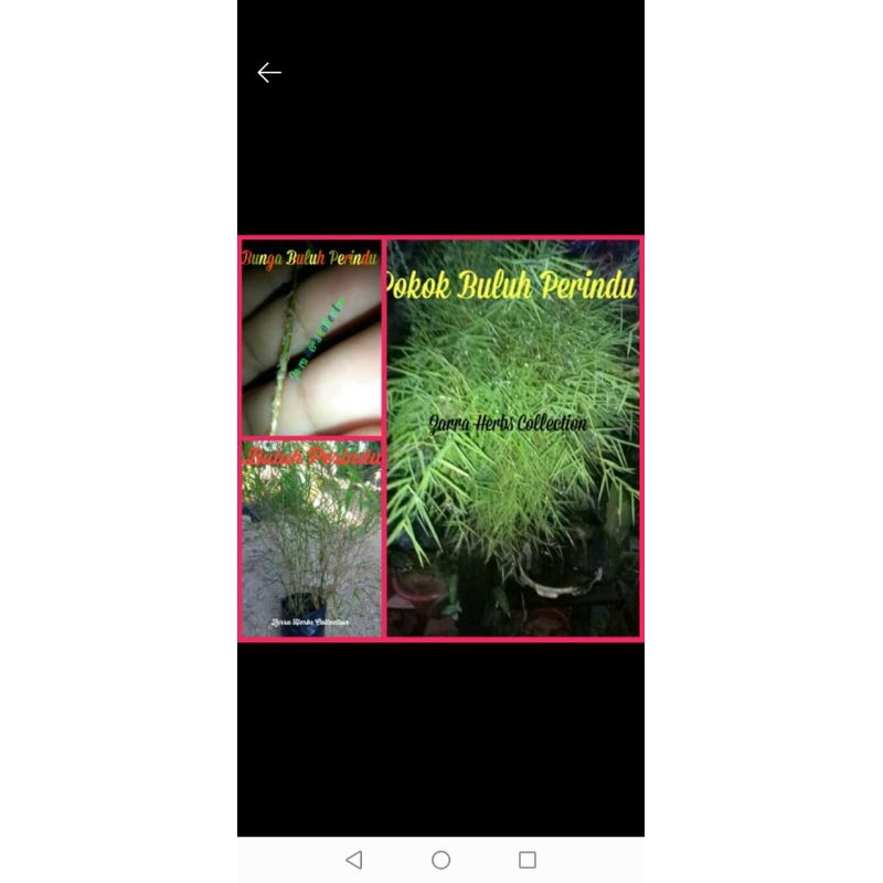 Pokok Buluh Perindu,rare,banyak khasiat nya,mistik | Shopee Malaysia
