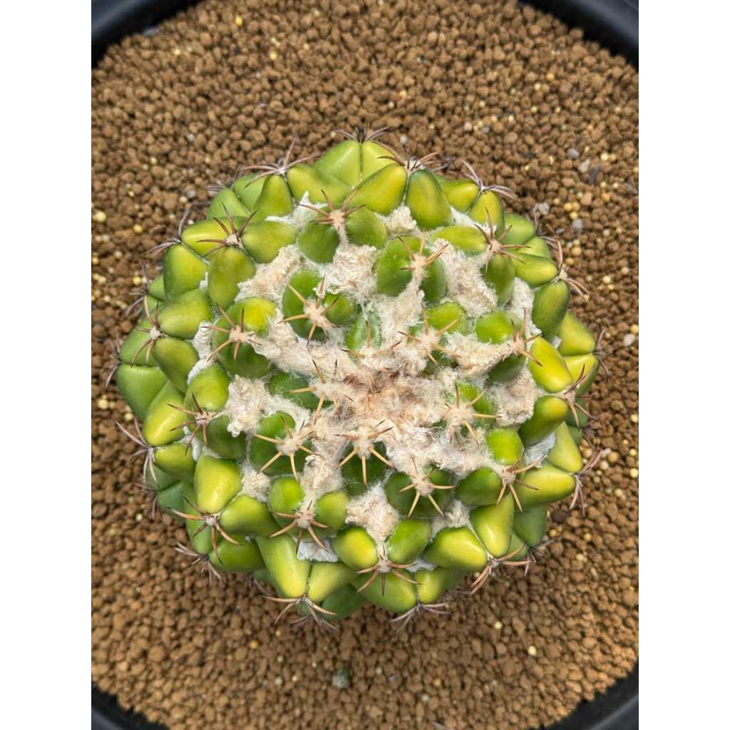 CORYPHANTA ELEPHANTIDENS LEMON CACTUS (OFFSETS FROM SEEDLING PLANT ...