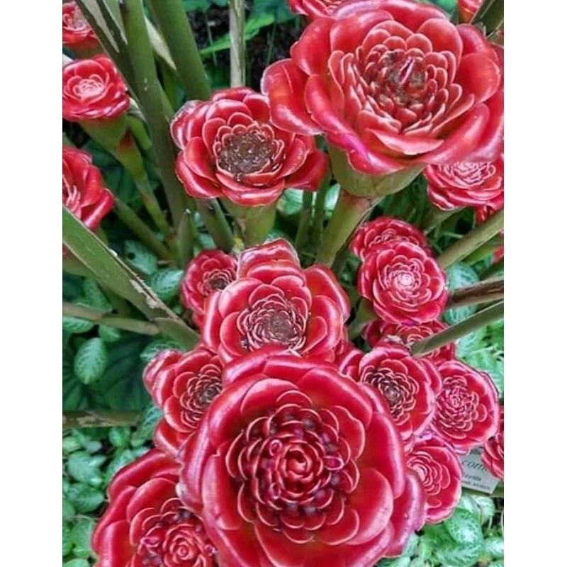 pokok kantan rose viral | Shopee Malaysia