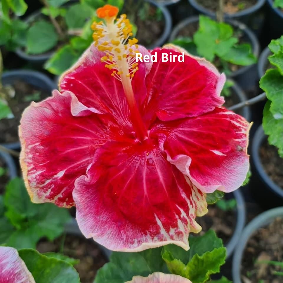 Anak Pokok Bunga Raya/Hibiscus Hibrid/Hybrid Impot Season 4 | Shopee ...