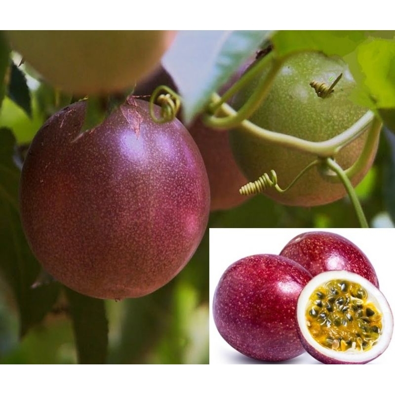 Anak pokok MARKISA HYBRID/PASSION FRUIT Sapling/MARKISA MANIS/Live ...