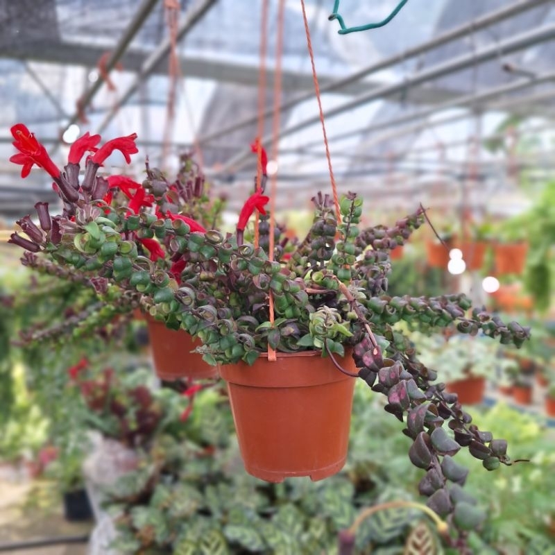 Pokok bunga lipstick warna merah indoorplant | Shopee Malaysia