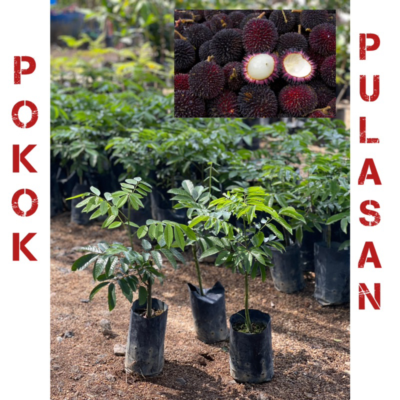 Pokok pulasan ( hybrid ) thai murah / pokok buah pulasan kawin cepat ...