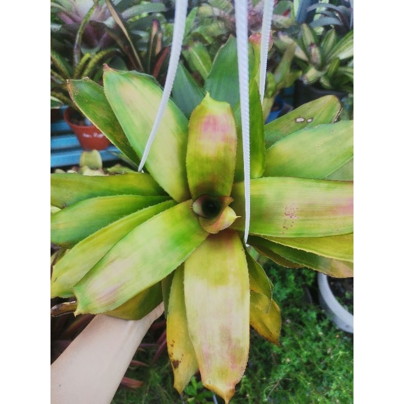 Neoregelia Green Apple (Minor defect) | Shopee Malaysia