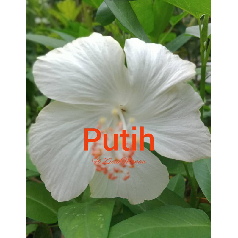 Anak pokok bunga raya putih | Shopee Malaysia