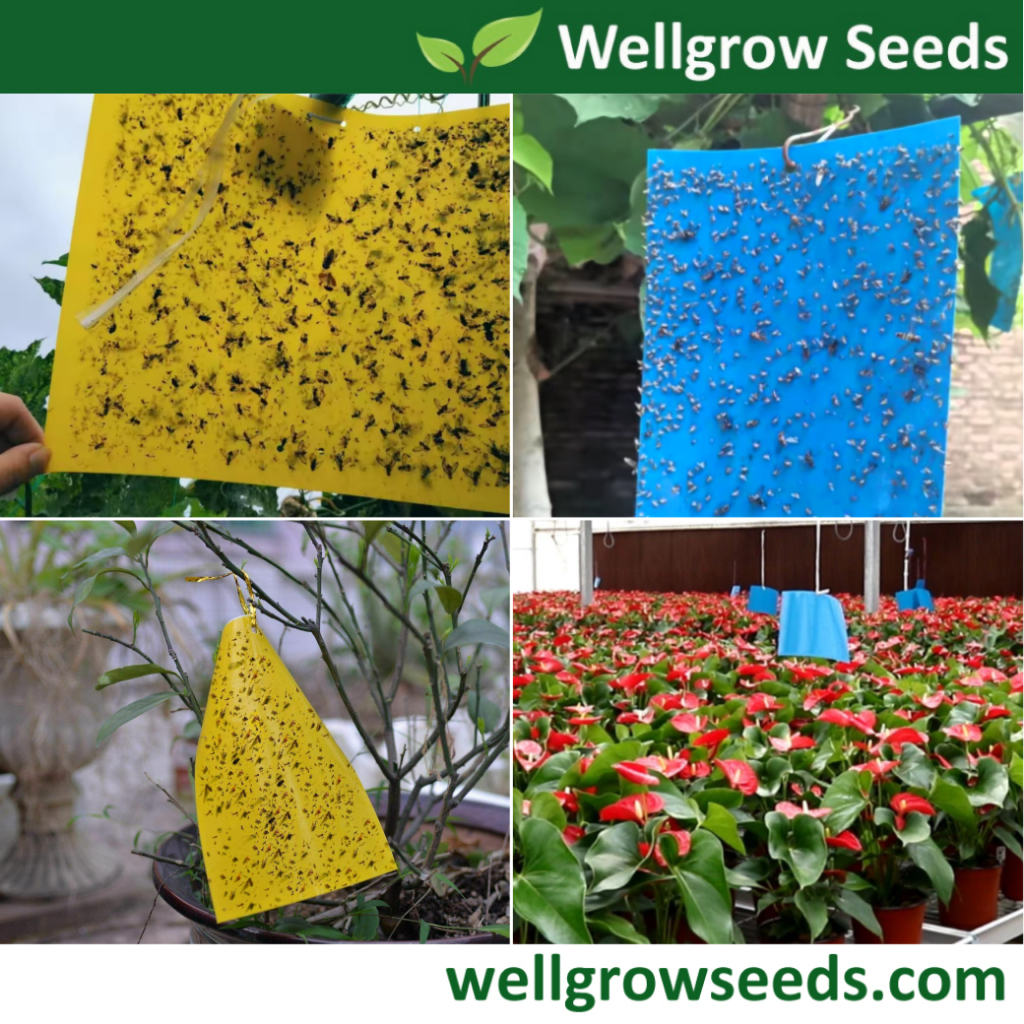Sticky Glue Trap Assorted Bundle of 10 pieces / Flies Trap / 双面 杀/捉 ...
