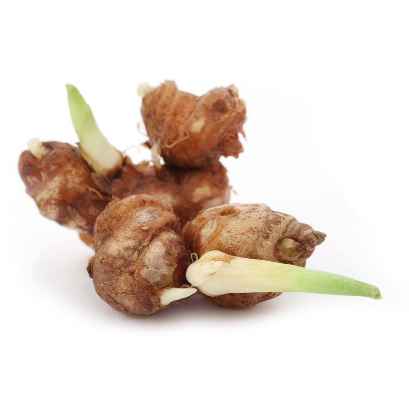 KENCUR / CEKUR SEGAR DARI KEBUN / KAEMPFERIA GALANGA 250G | Shopee Malaysia