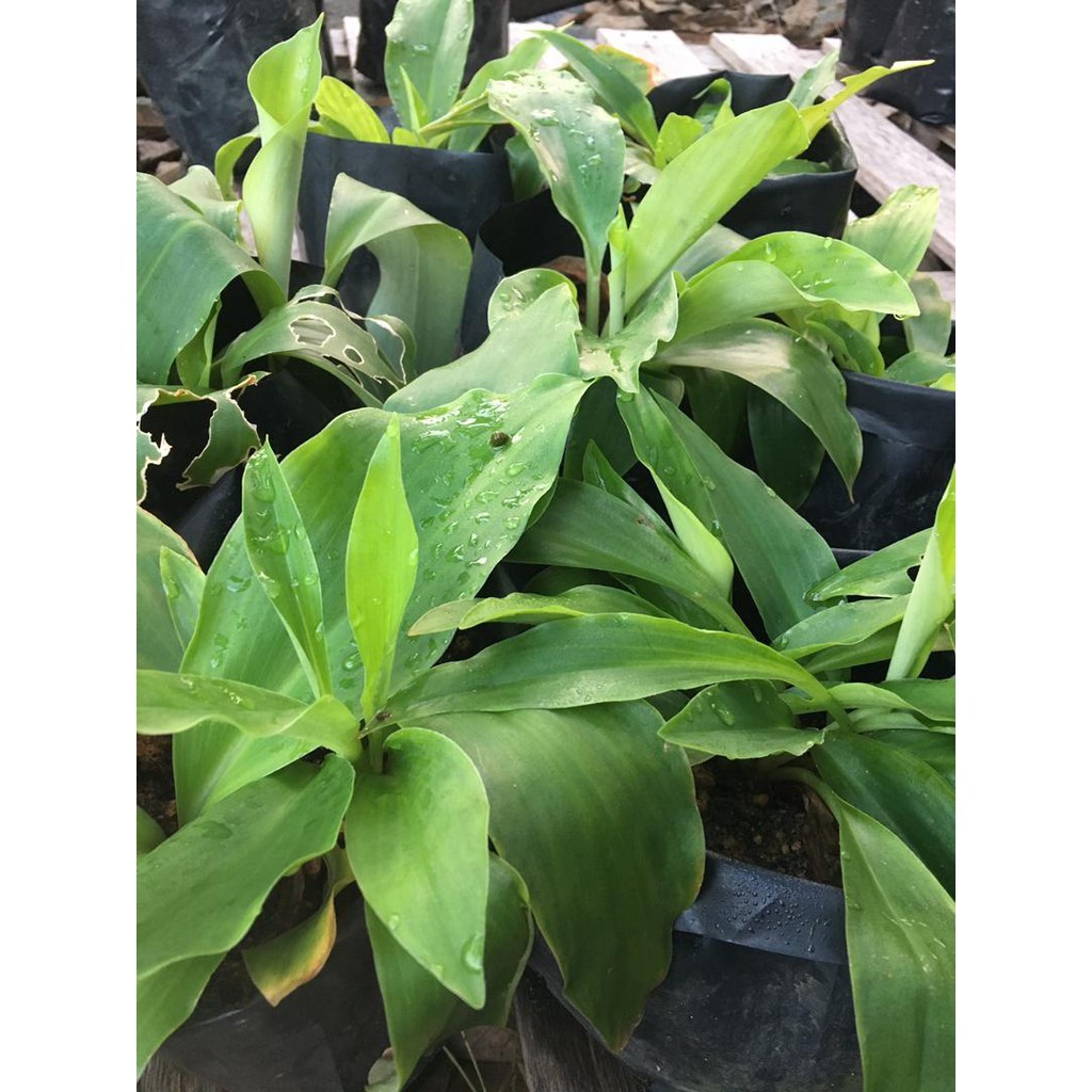 Anak pokok Cekor/Cekur/Kencur dalam polybeg | Shopee Malaysia