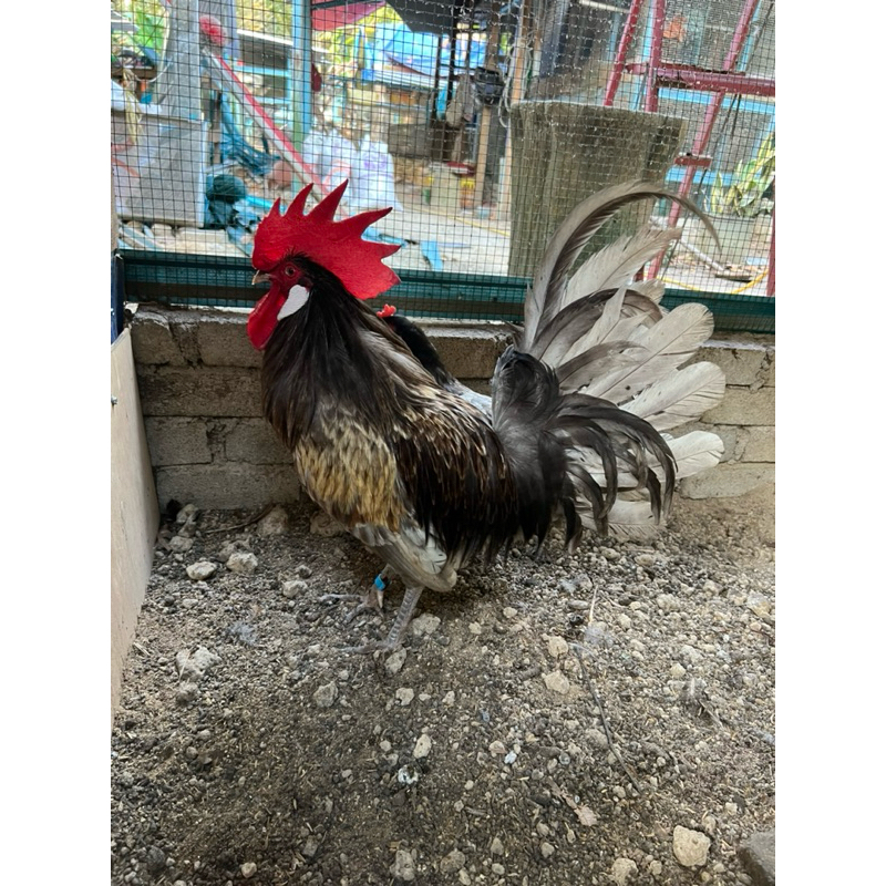 Telur berbenih Blue Andalusian Chicken | Shopee Malaysia