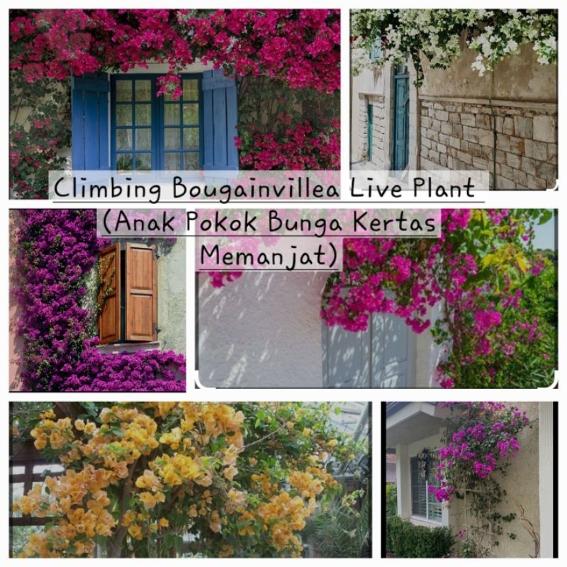 🌸Anak Pokok Hidup Bunga Kertas Memanjat Climbing Bougainvillea Seedling ...