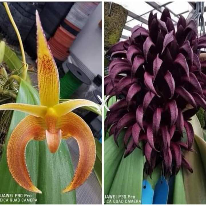 Plant Lover's hybrid - Bulbophyllum lobii king x fletcherianum | Shopee ...