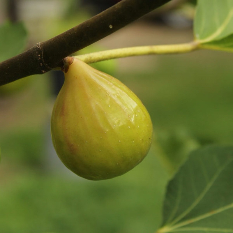 TUT POKOK TIN / BAREROOT FIG / TUT BUAH TIN (PELBAGAI VARIASI) | Shopee ...