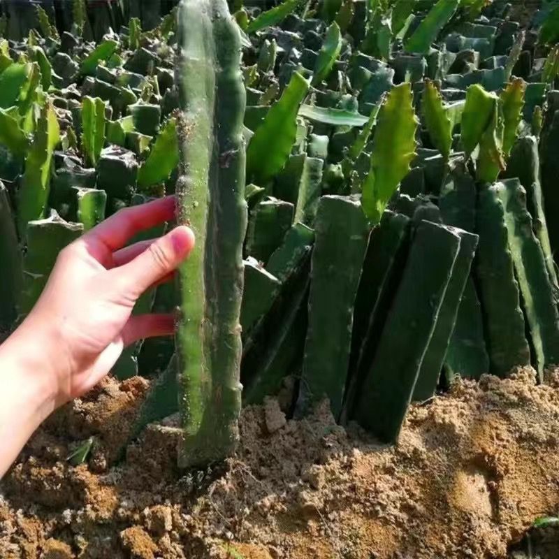 Red Dragon Fruits Branches / Keratan Anak Benih Pokok Buah Naga / 火龙果苗 / 龙珠果苗 | Shopee Malaysia