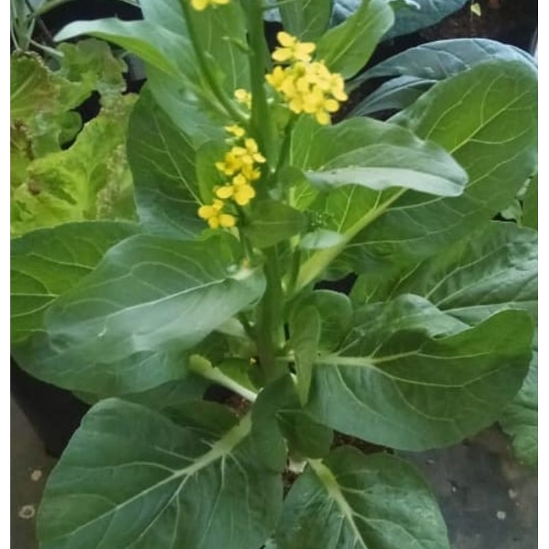 2 gram biji benih sayur daun sawi bunga Hongkong | Shopee Malaysia