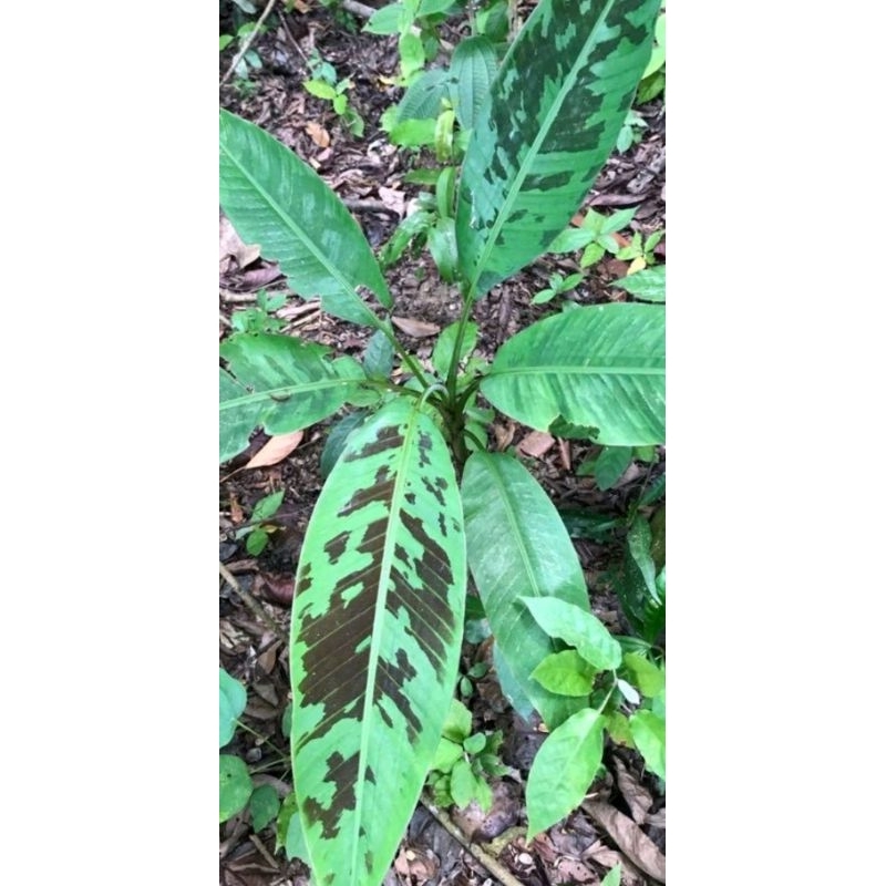 Anak pokok pisang hutan liar/hiasan 1 pokok | Shopee Malaysia