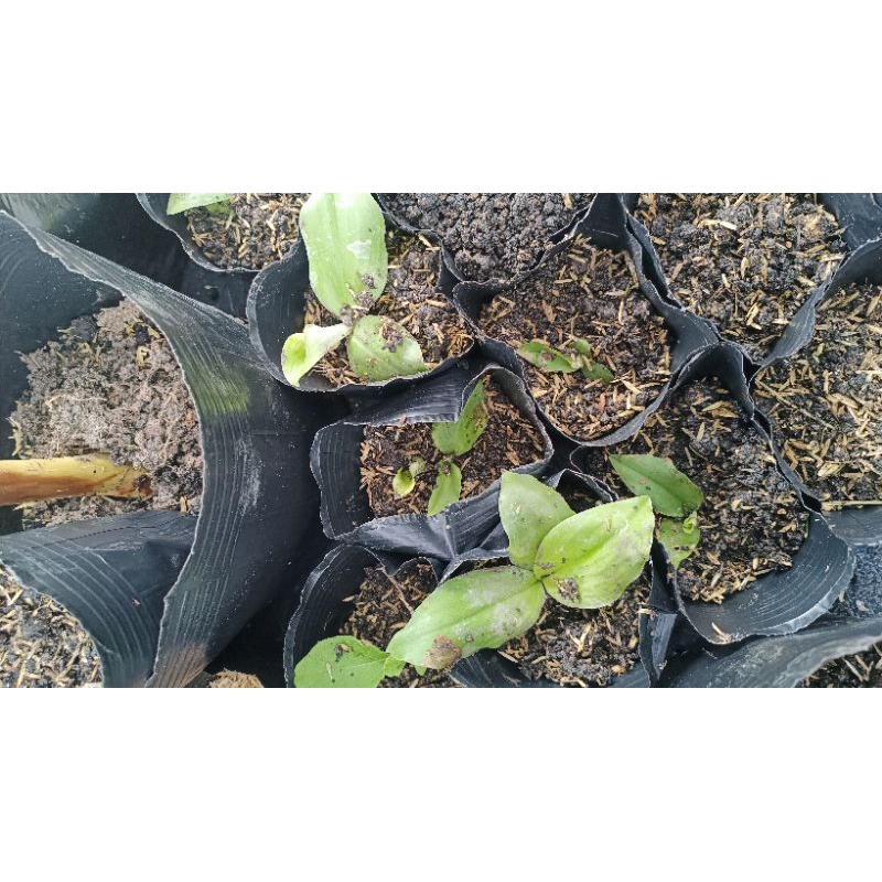 READY MIX ~ Terus guna(sekam padi+tanah hitam organik+baja taik kambing ...